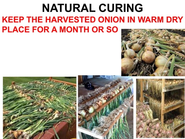 ONION STORAGE ENGINEERING AND TECHNOLOGY | PPTX | Agriculture | Industries
