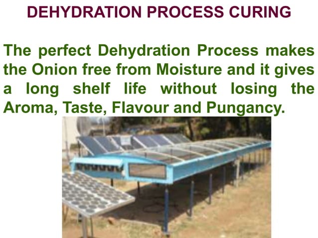 ONION STORAGE ENGINEERING AND TECHNOLOGY | PPTX | Agriculture | Industries