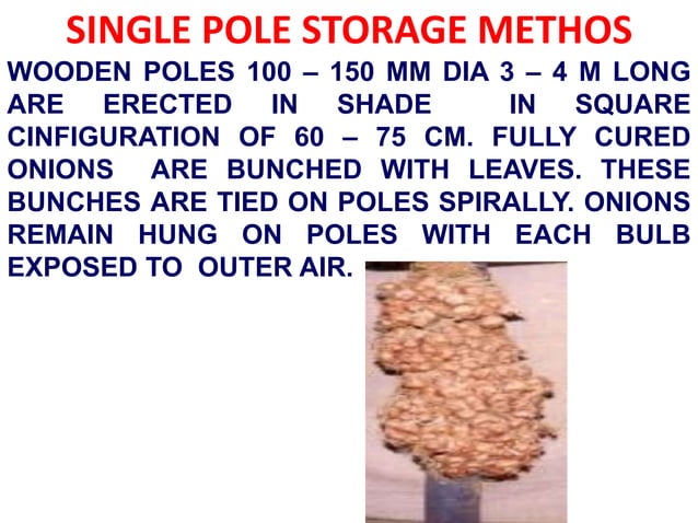 ONION STORAGE ENGINEERING AND TECHNOLOGY | PPTX | Agriculture | Industries