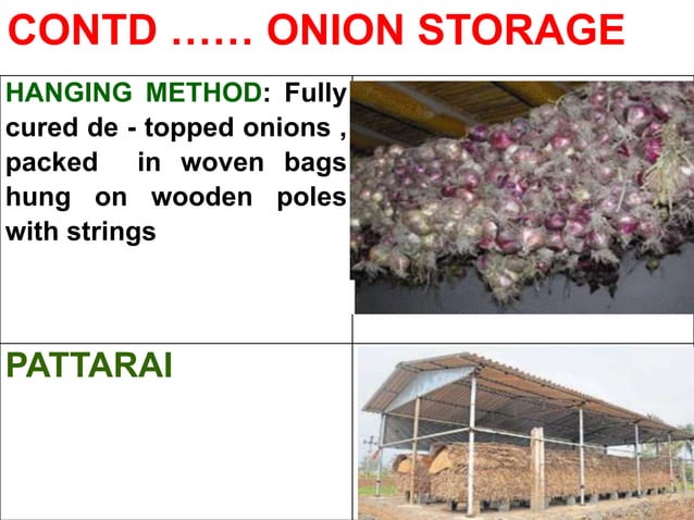 ONION STORAGE ENGINEERING AND TECHNOLOGY | PPTX | Agriculture | Industries