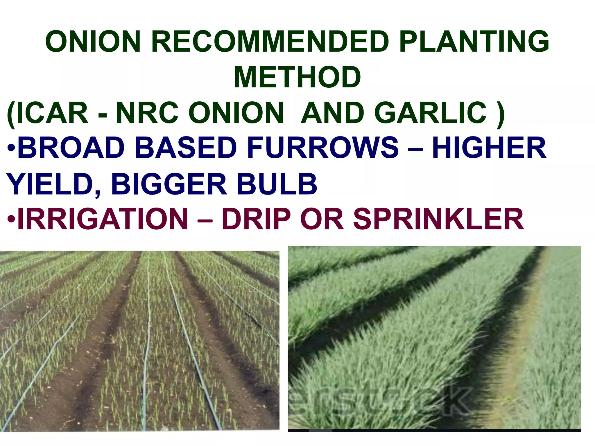 ONION HARVESTING AND STORAGE TECHNOLOGY | PPTX