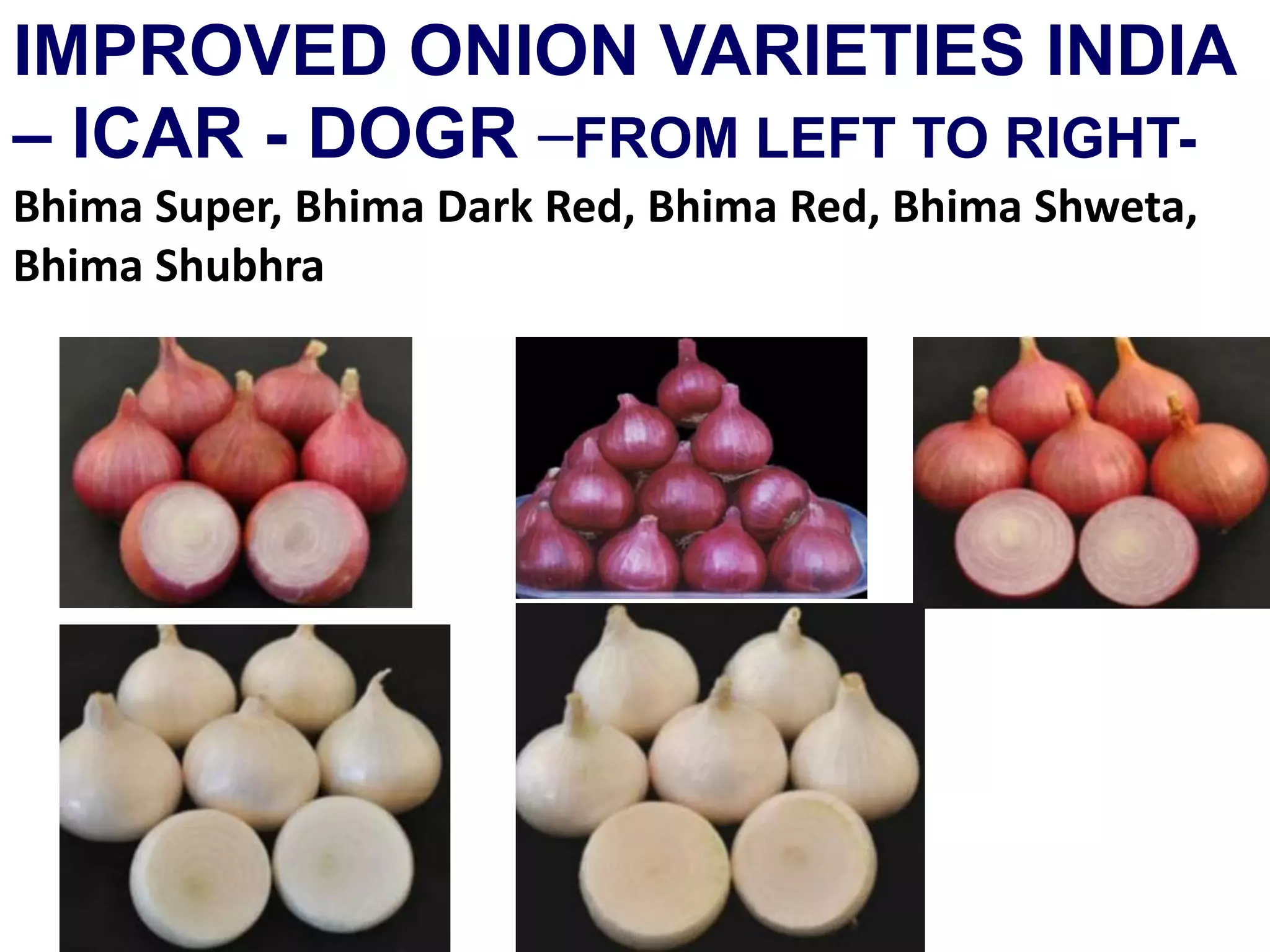 ONION HARVESTING AND STORAGE TECHNOLOGY | PPTX