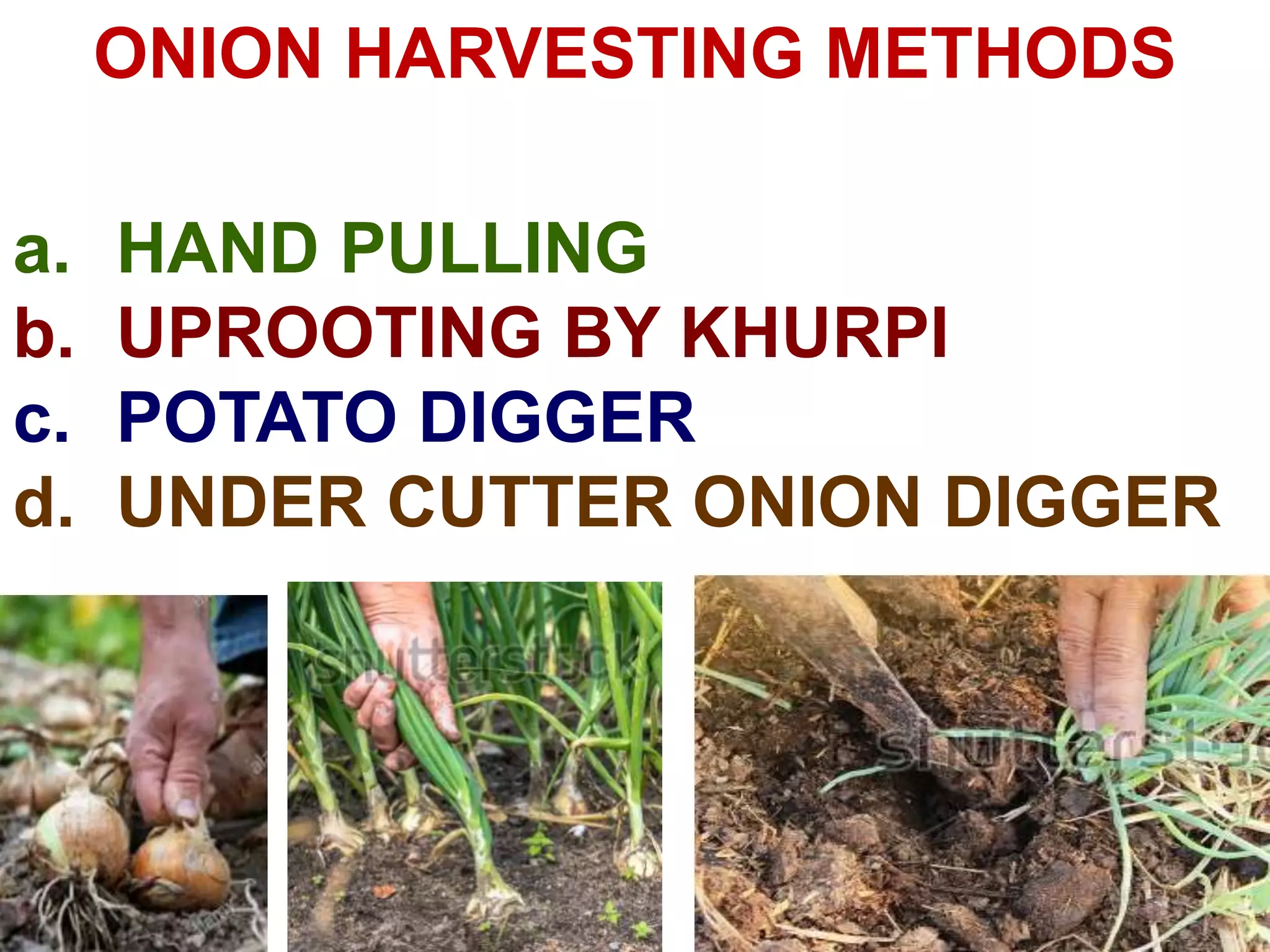 ONION HARVESTING AND STORAGE TECHNOLOGY | PPTX