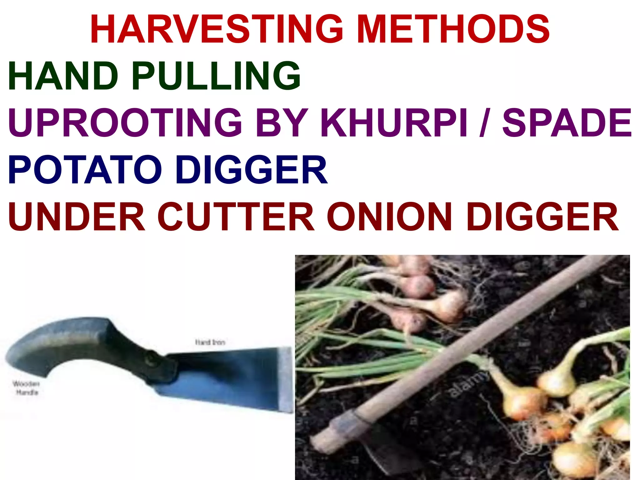 ONION HARVESTING AND STORAGE TECHNOLOGY | PPTX