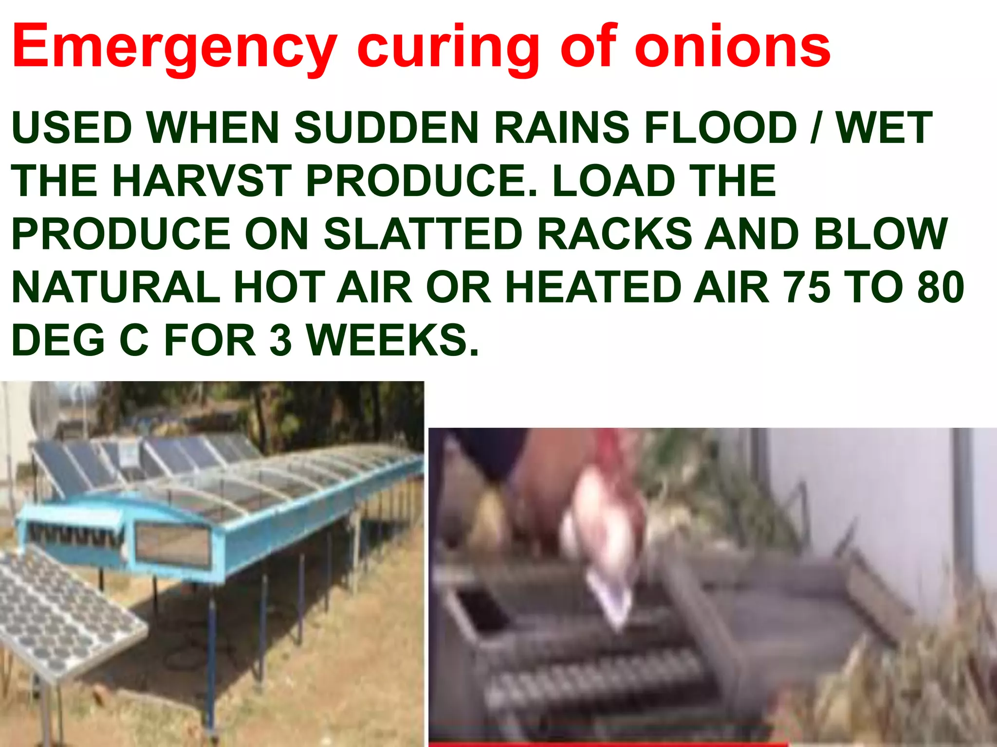 ONION HARVESTING AND STORAGE TECHNOLOGY | PPTX