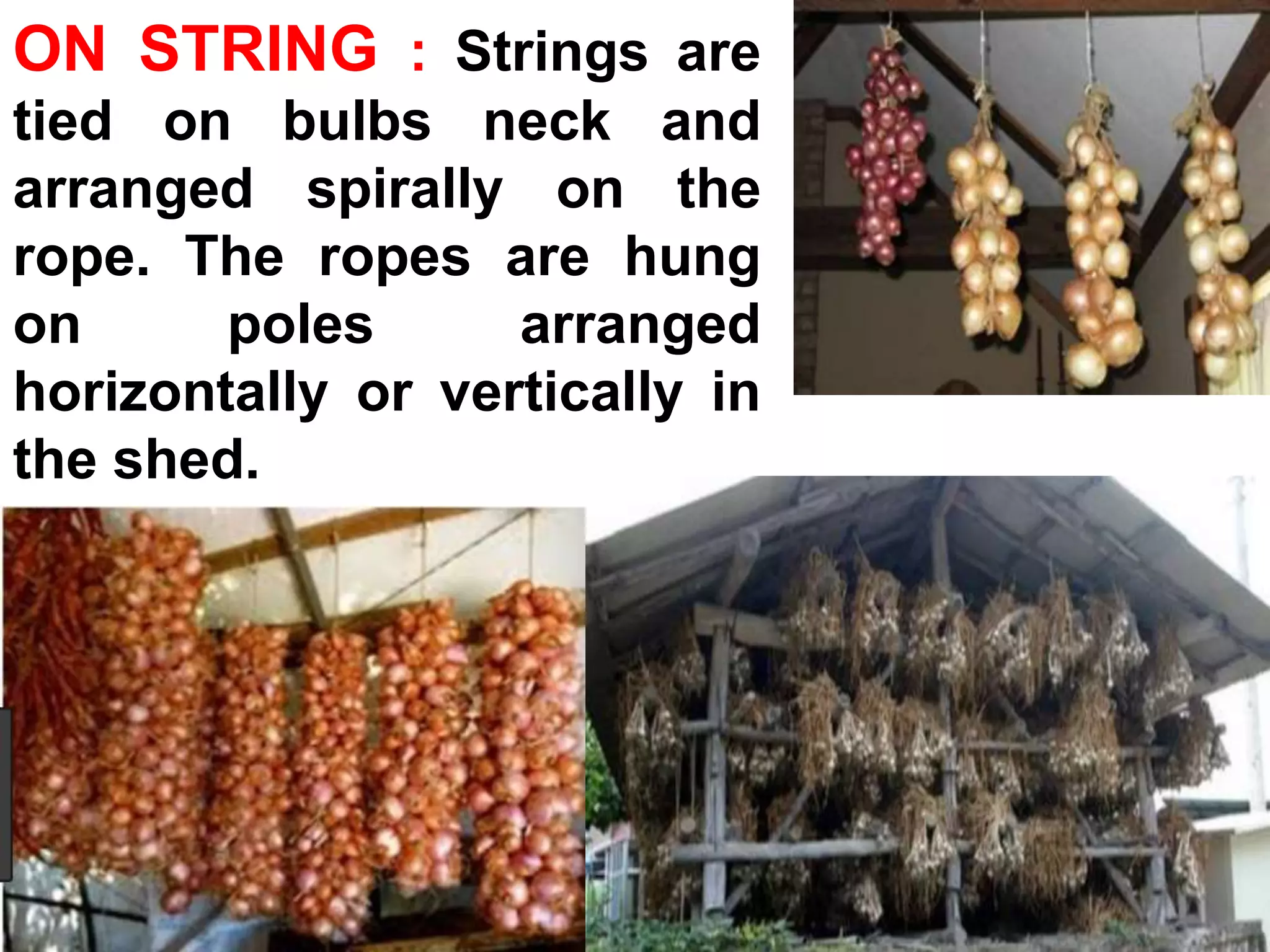 ONION HARVESTING AND STORAGE TECHNOLOGY | PPTX
