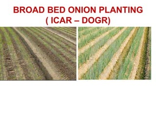 ONION HARVESTING AND STORAGE TECHNOLOGY | PPTX