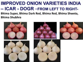 ONION HARVESTING AND STORAGE TECHNOLOGY | PPTX