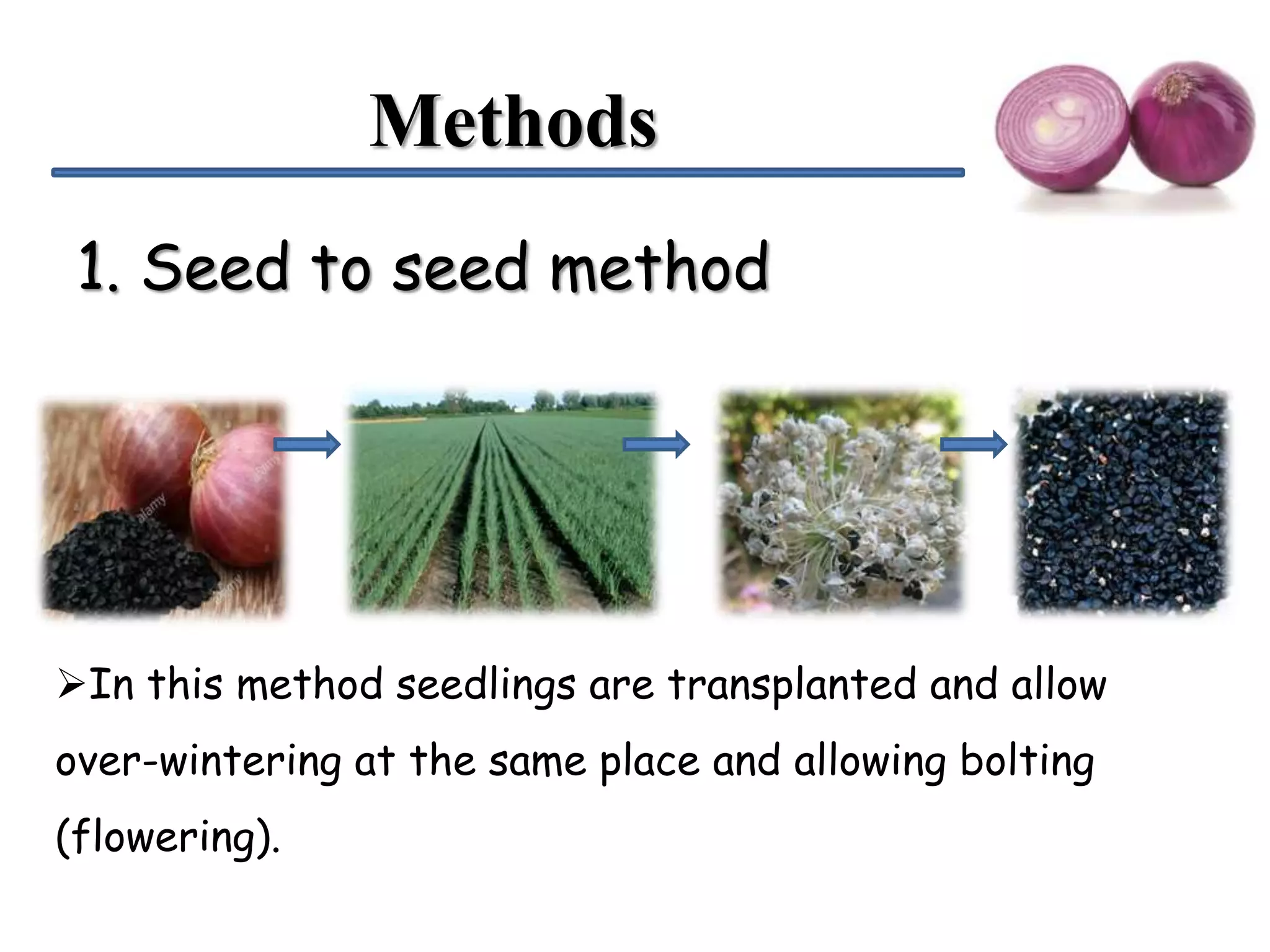 Advances in Onion Seed Production Technology. | PPTX