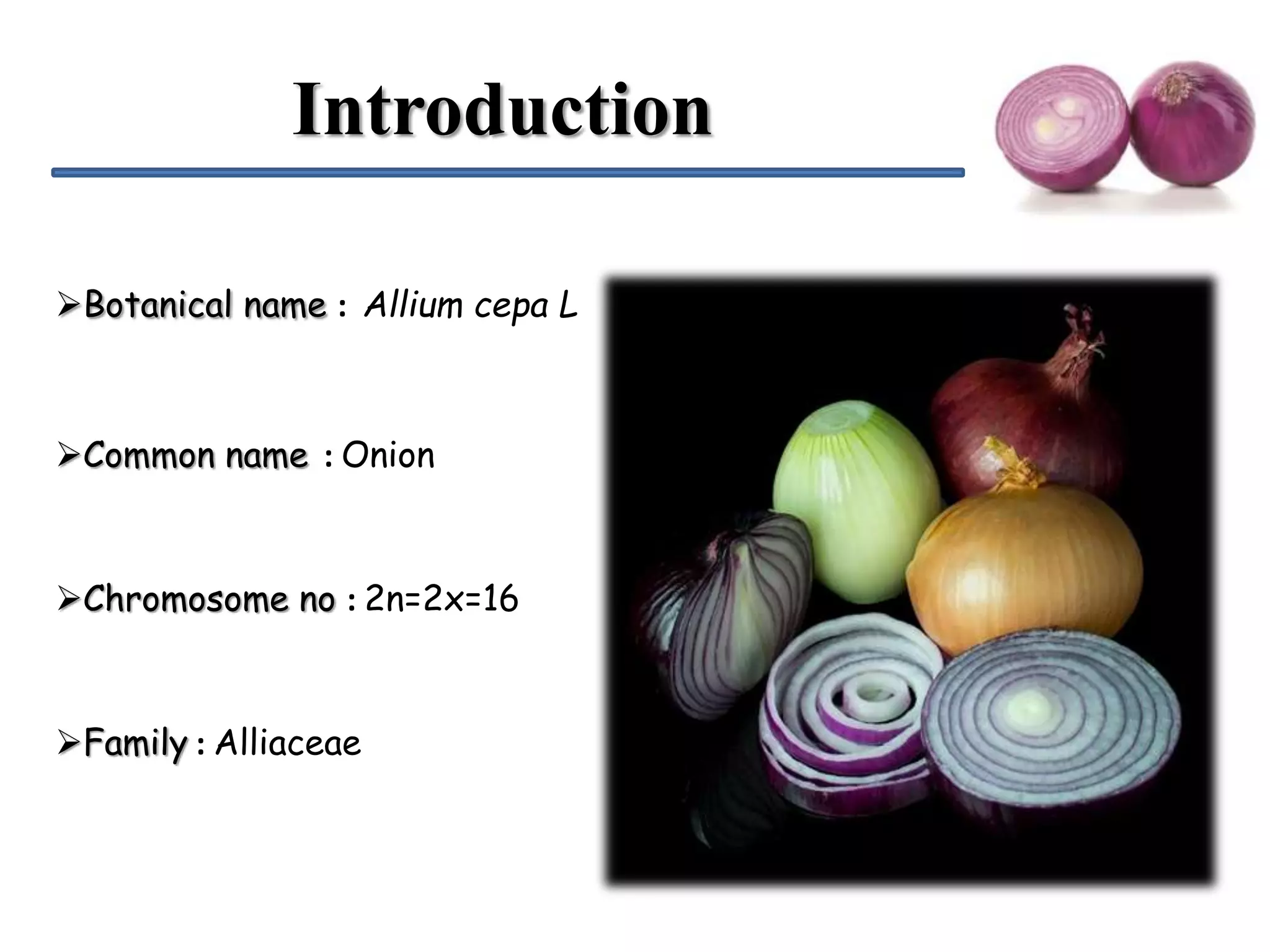 Advances in Onion Seed Production Technology. | PPTX