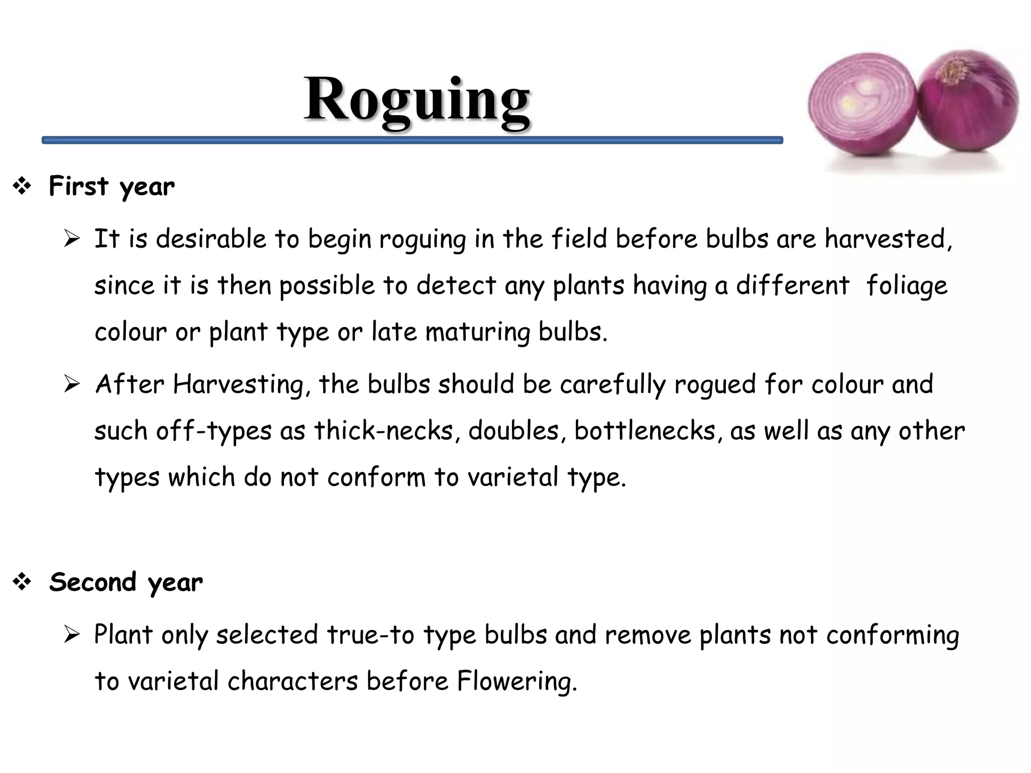 Advances in Onion Seed Production Technology. | PPTX