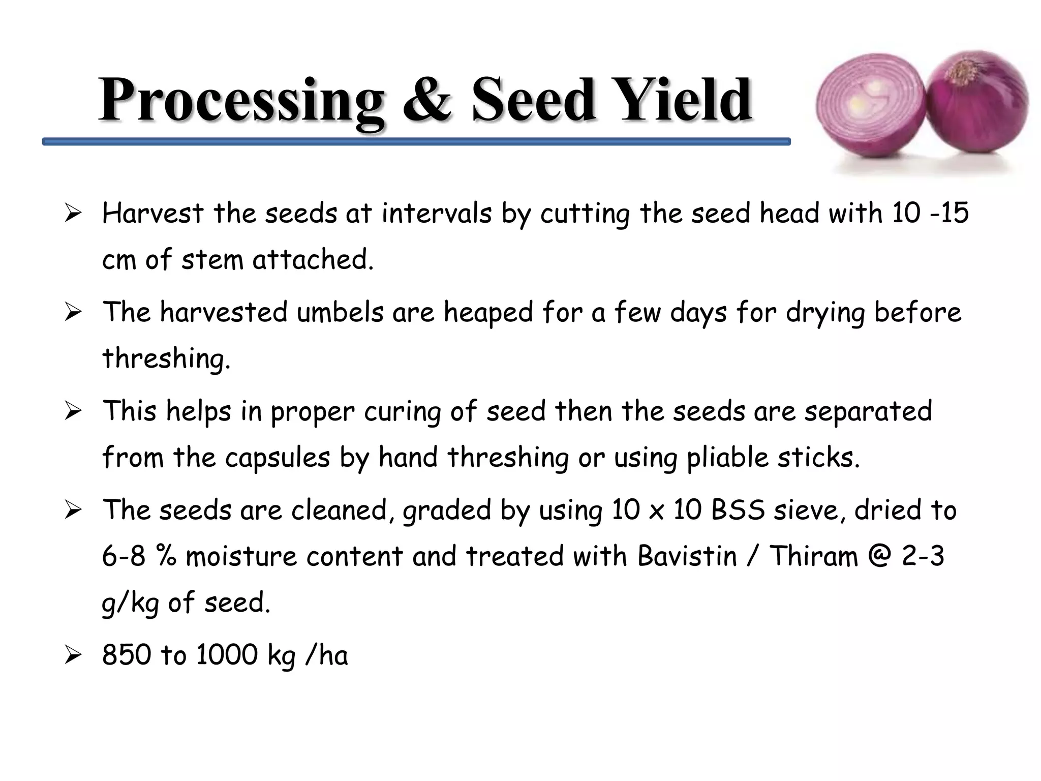 Advances in Onion Seed Production Technology. | PPTX