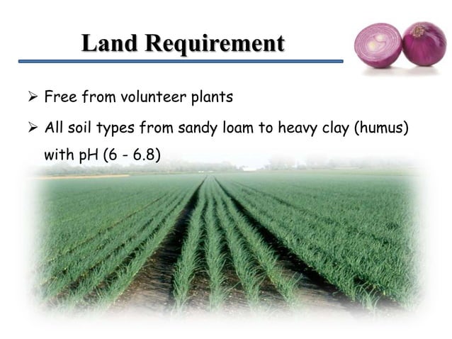 Advances in Onion Seed Production Technology. | PPTX | Agriculture ...