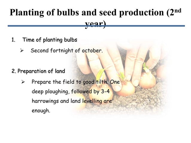 Advances in Onion Seed Production Technology. | PPTX | Agriculture | Industries