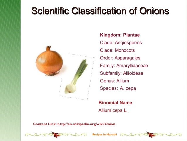 Onions: Names in Indian Languages, History, Scientific Classification…