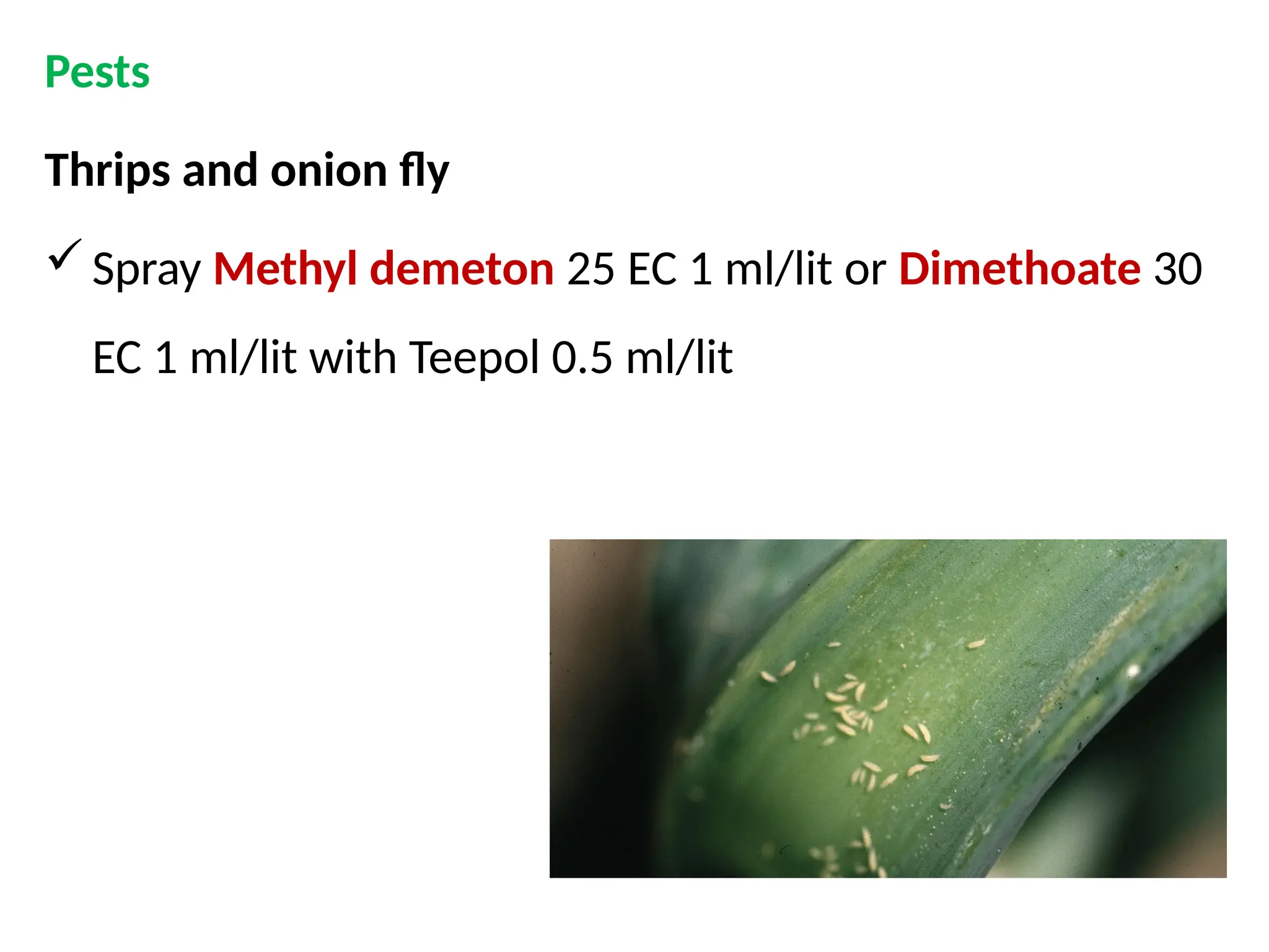 ONION production technology pptx for agriculture students | PPTX