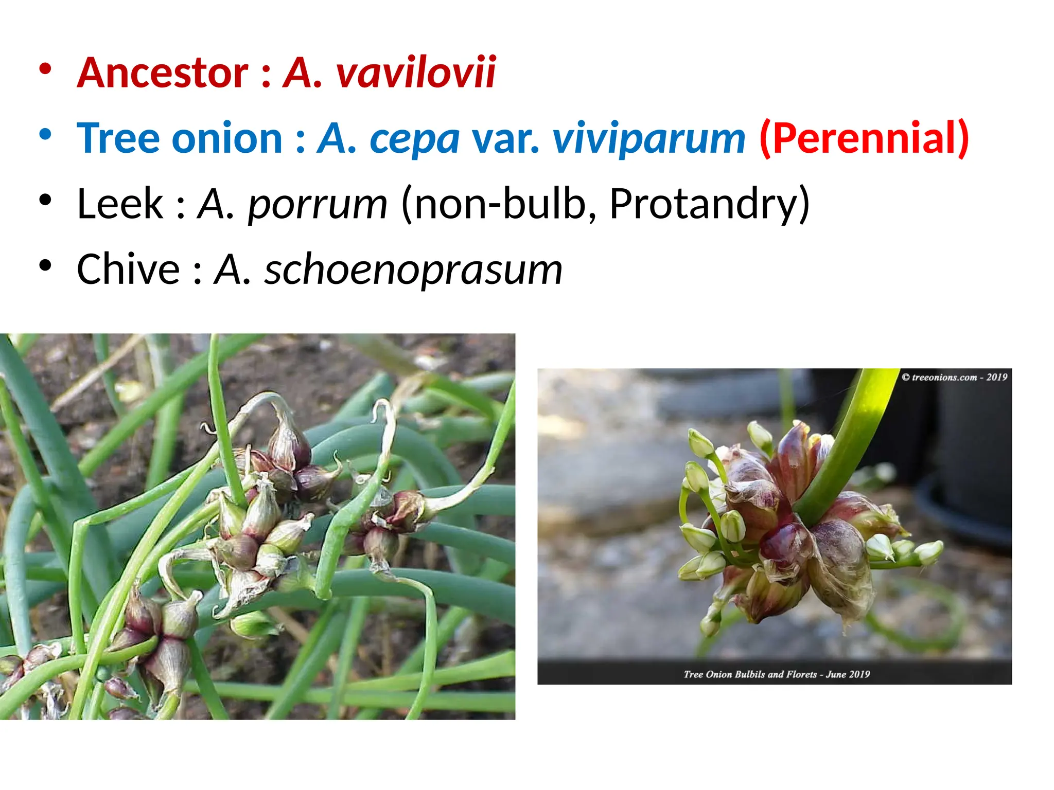 ONION production technology pptx for agriculture students | PPTX