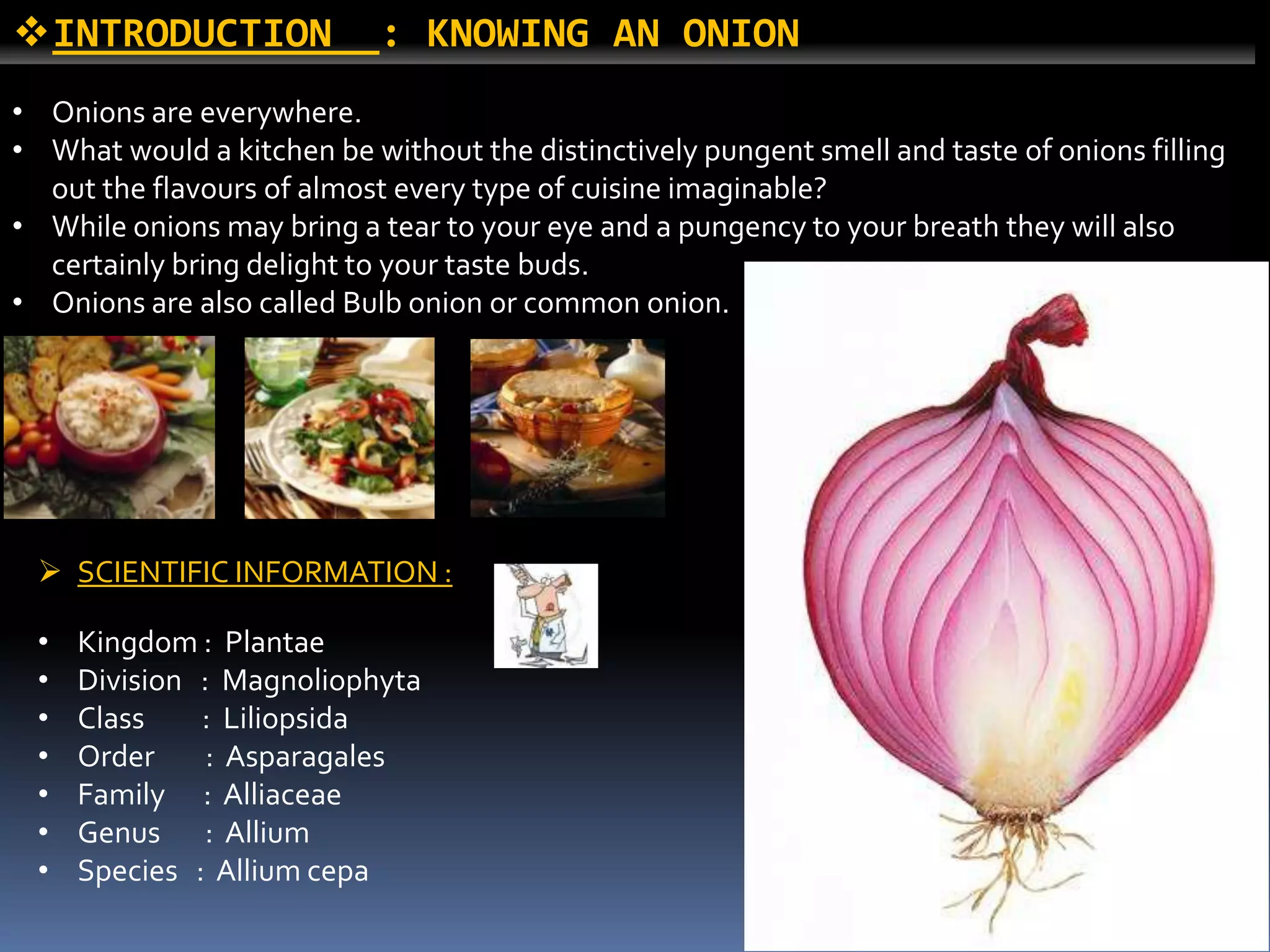 Onion | PPTX