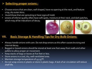 Onion | PPTX