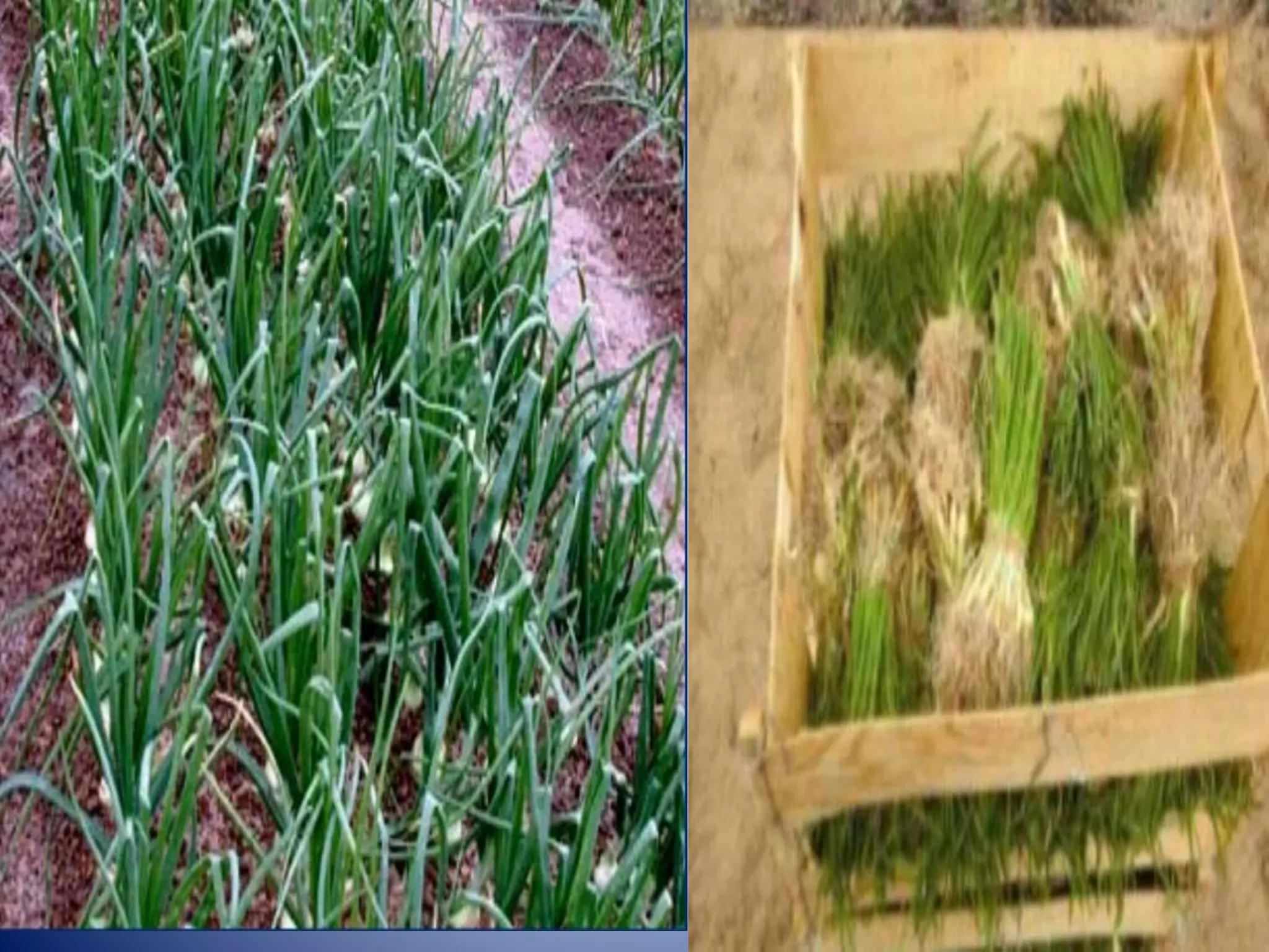 ONION PPT | PPTX