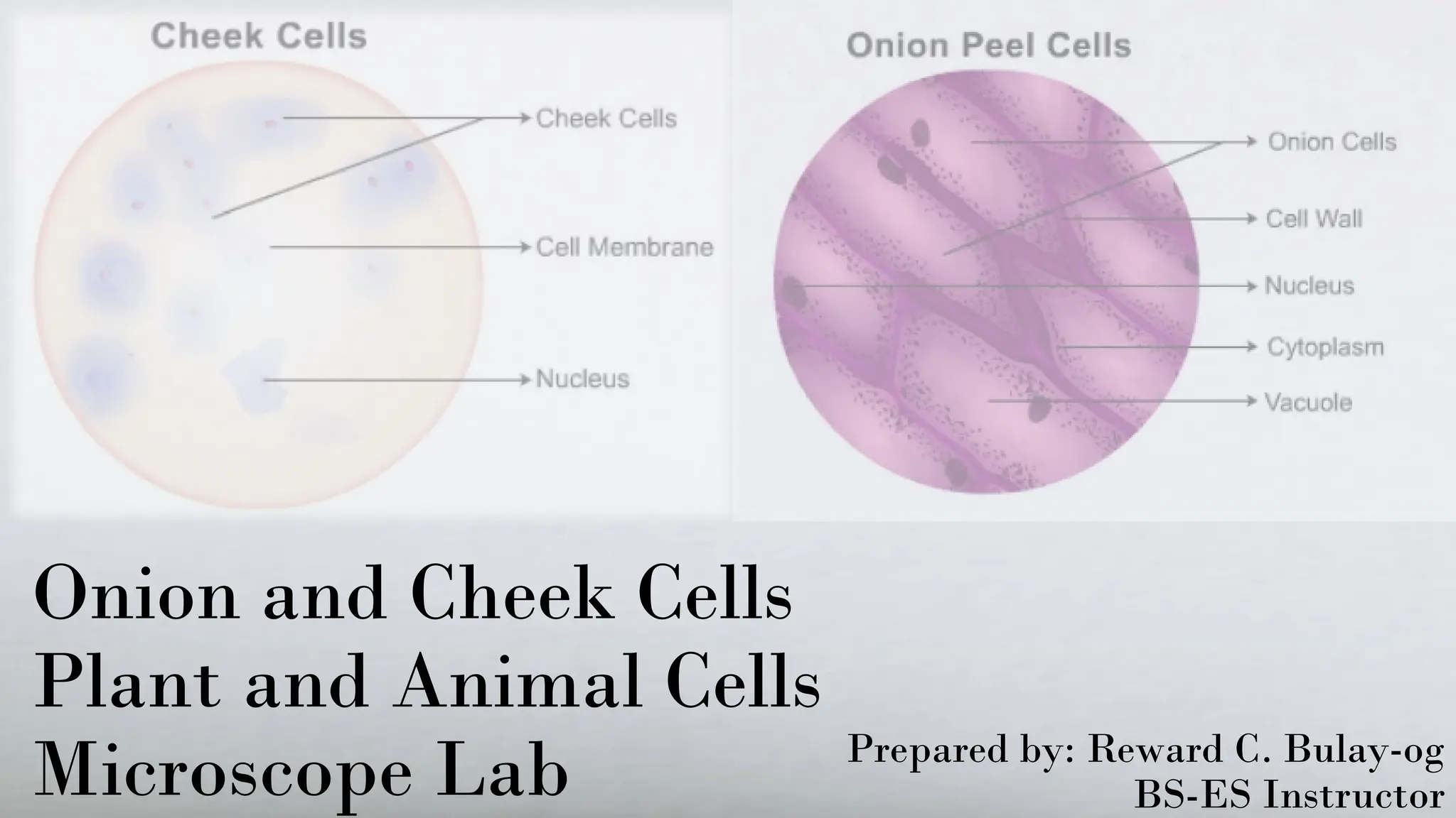 Onion and Cheek Cell lecture environmental.pptx