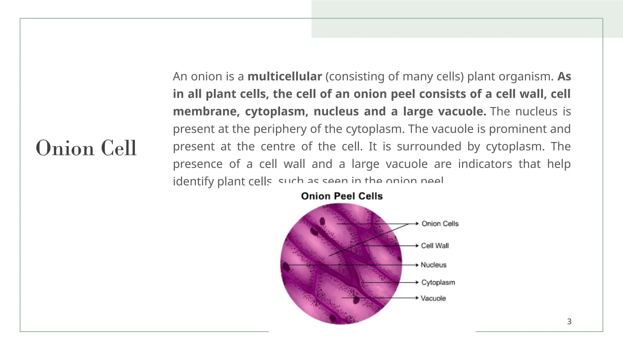 Onion and Cheek Cell lecture environmental.pptx