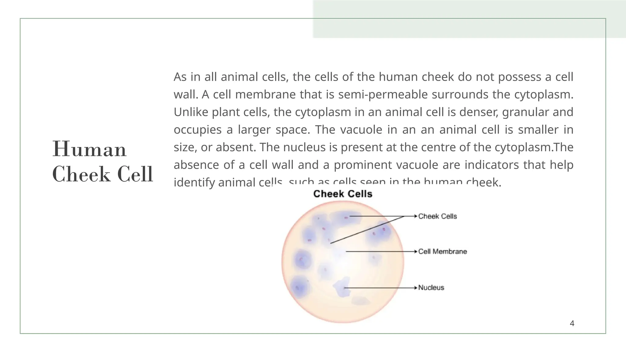Onion and Cheek Cell lecture environmental.pptx