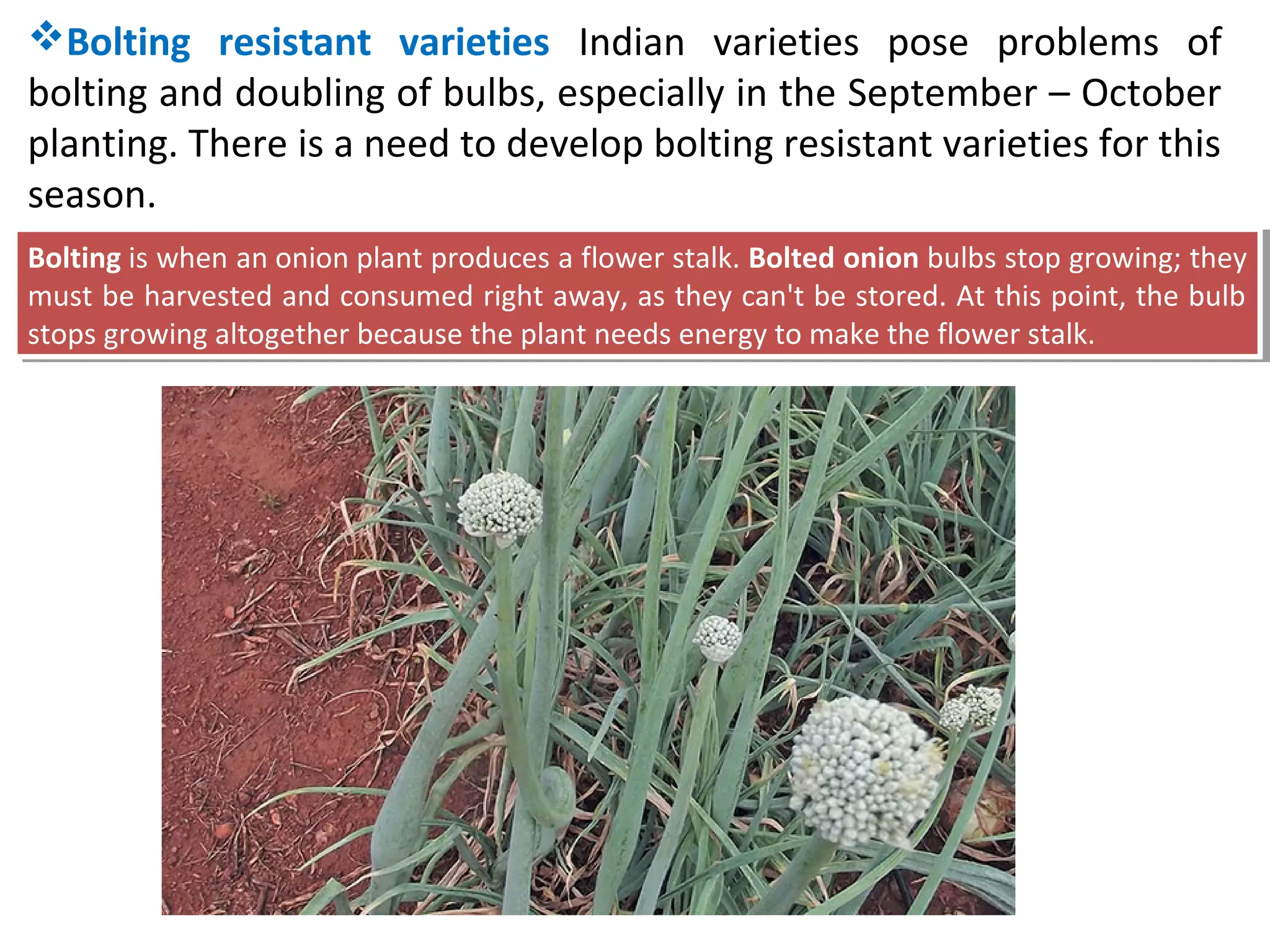 Onion and garlic | PPT