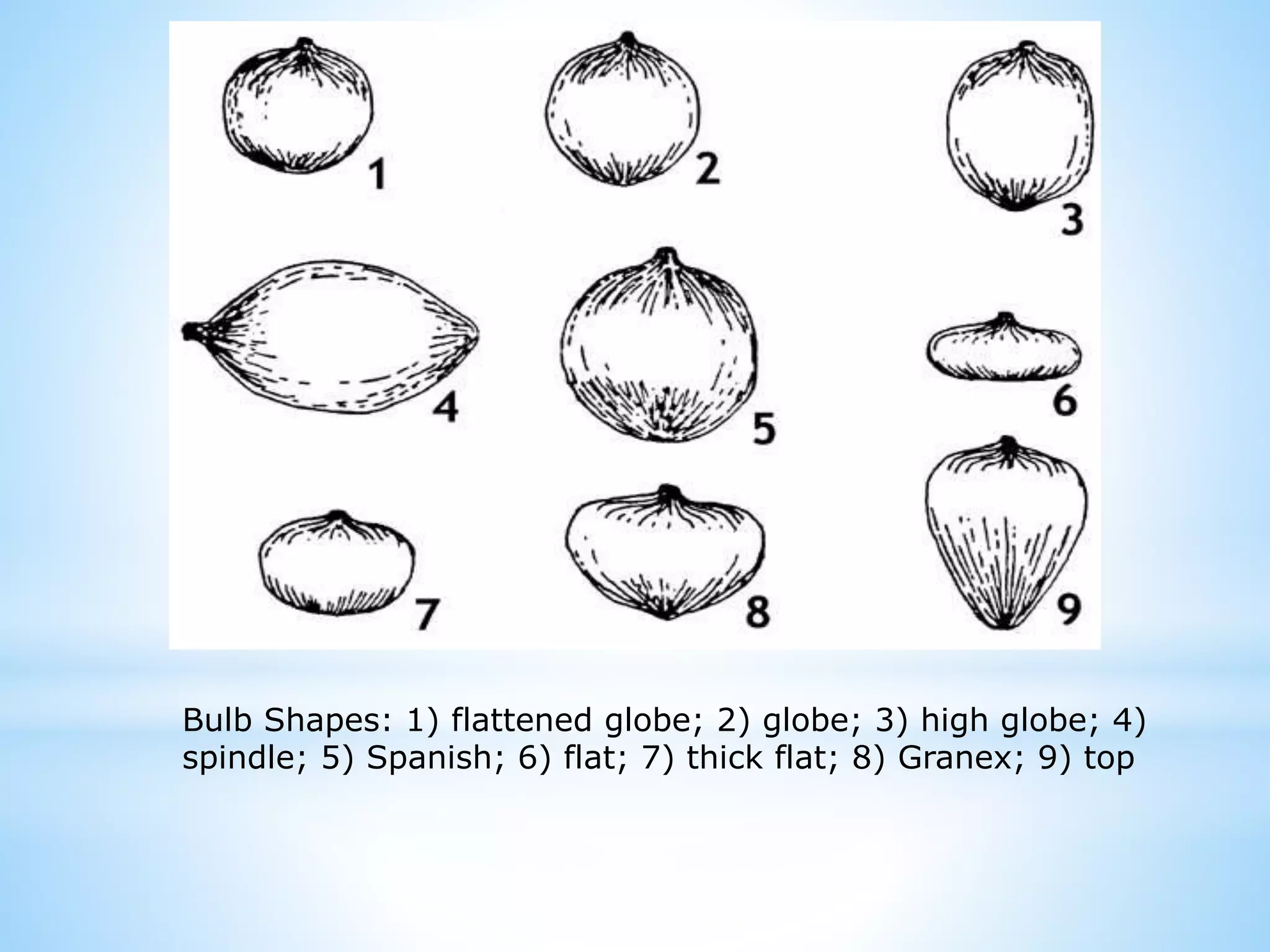production technology of onion | PPTX