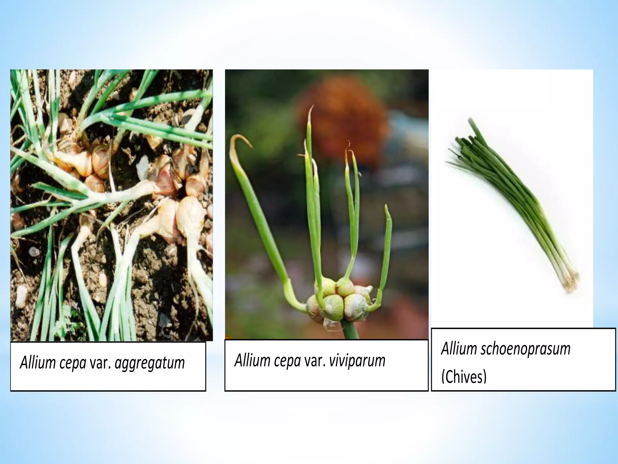 production technology of onion | PPTX