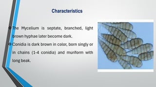 Onion, Carrot and Ber diseases.pdf by Anil | PDF