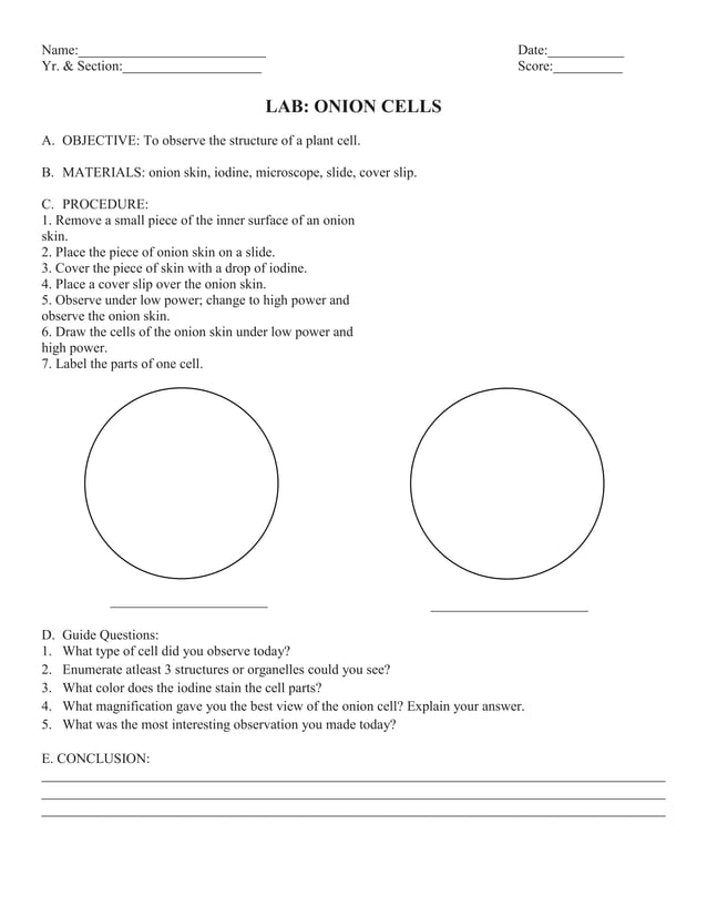 Onion Cell Experiment under the Microscope | PDF