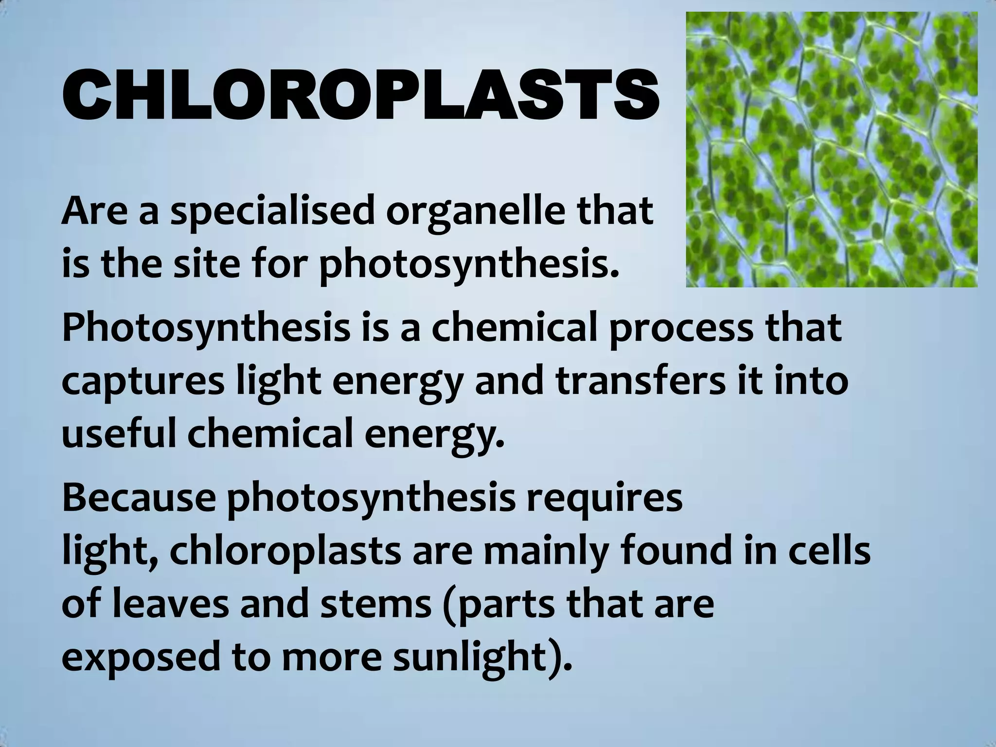 Onion cells | PPTX