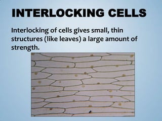 Onion Cell Chloroplast