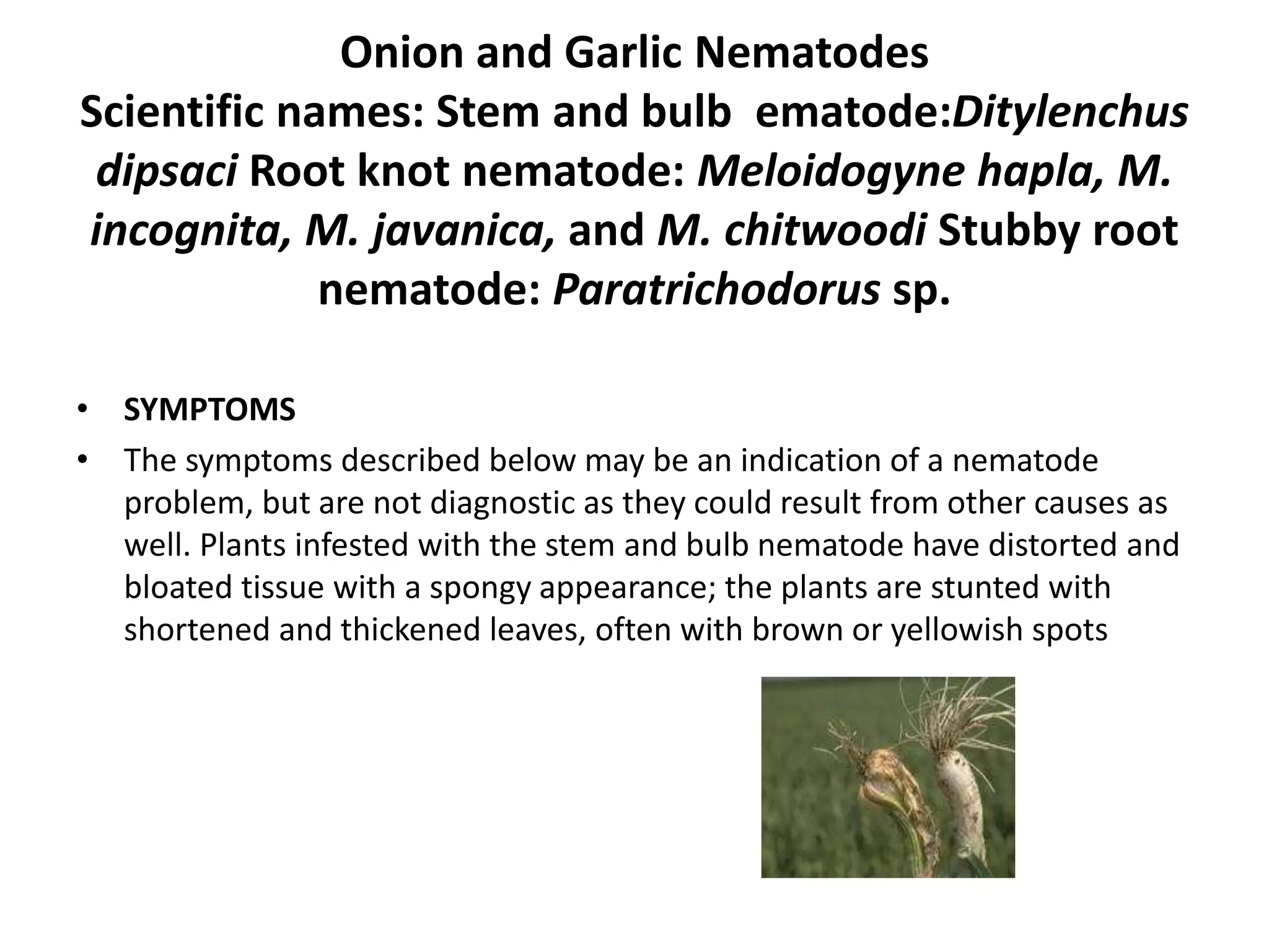 oniondiseases-150926071715-lva1-app6891.pdf