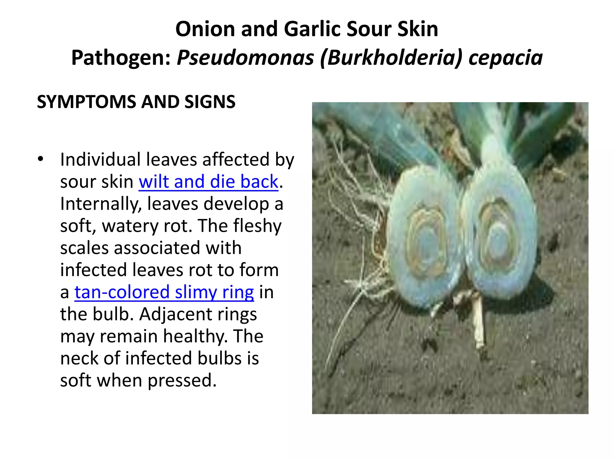 oniondiseases-150926071715-lva1-app6891.pdf
