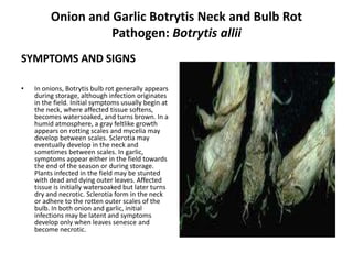 oniondiseases-150926071715-lva1-app6891.pdf