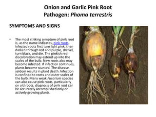 oniondiseases-150926071715-lva1-app6891.pdf