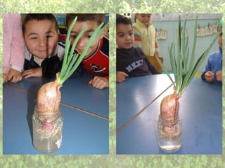 Onion experiment | PPT
