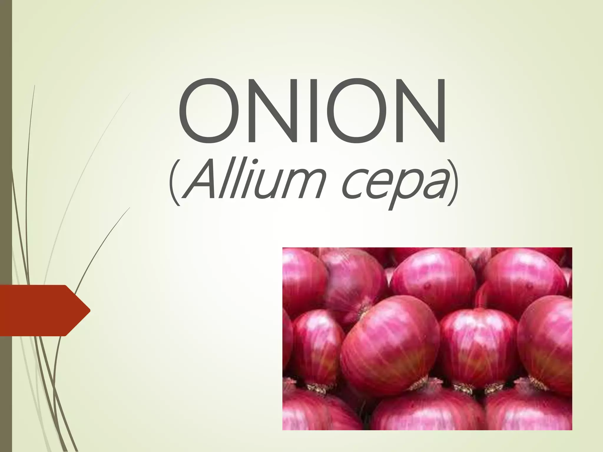 Onion Final PPT.pptx
