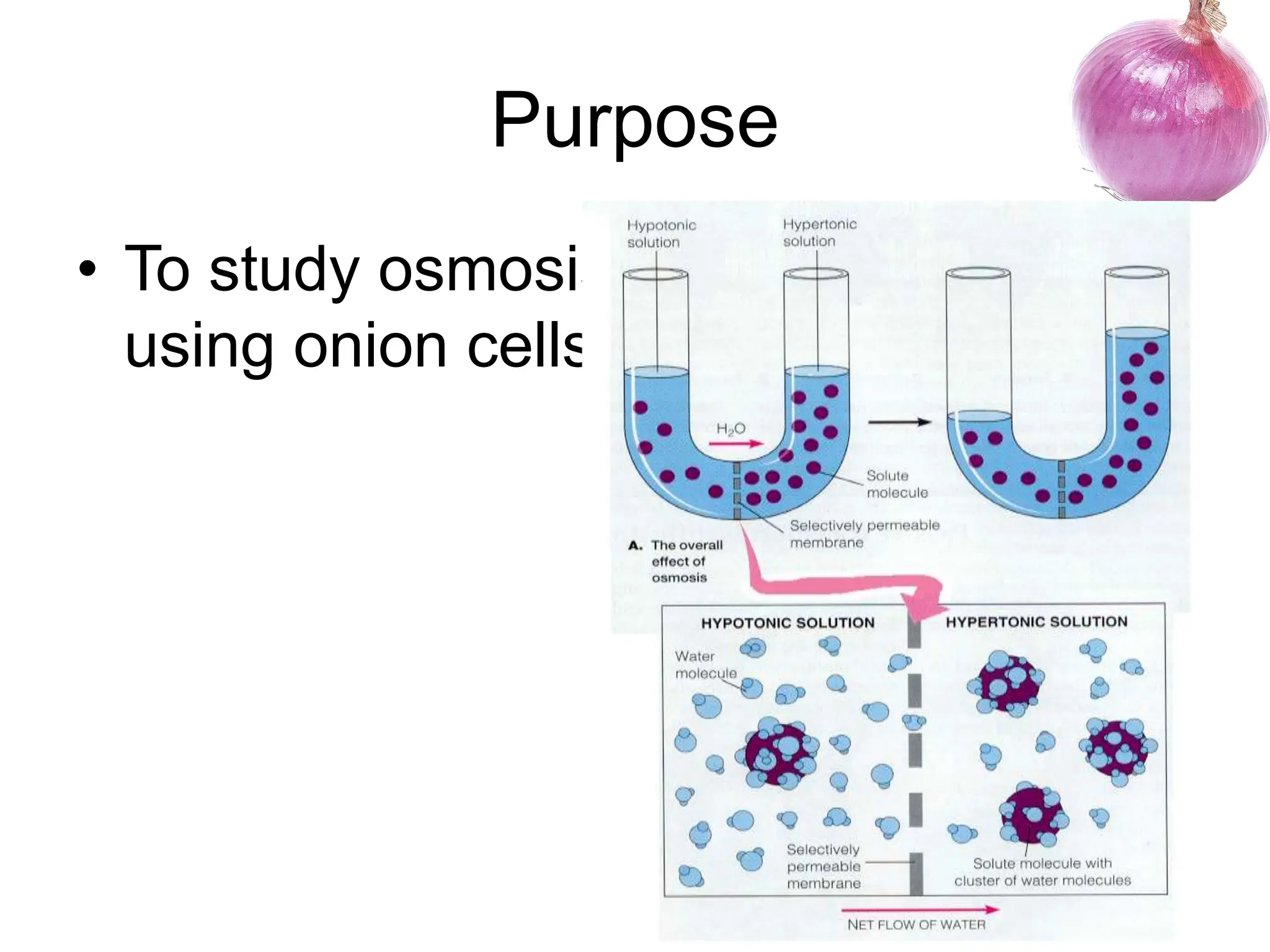 Onion study for class 8 it can help you in many ways | PPT