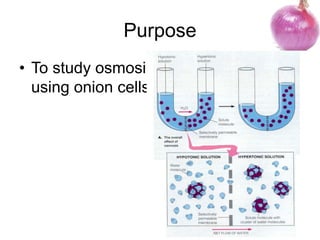 Onion study for class 8 it can help you in many ways | PPT