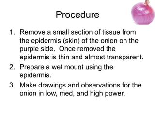 Onion study for class 8 it can help you in many ways | PPT