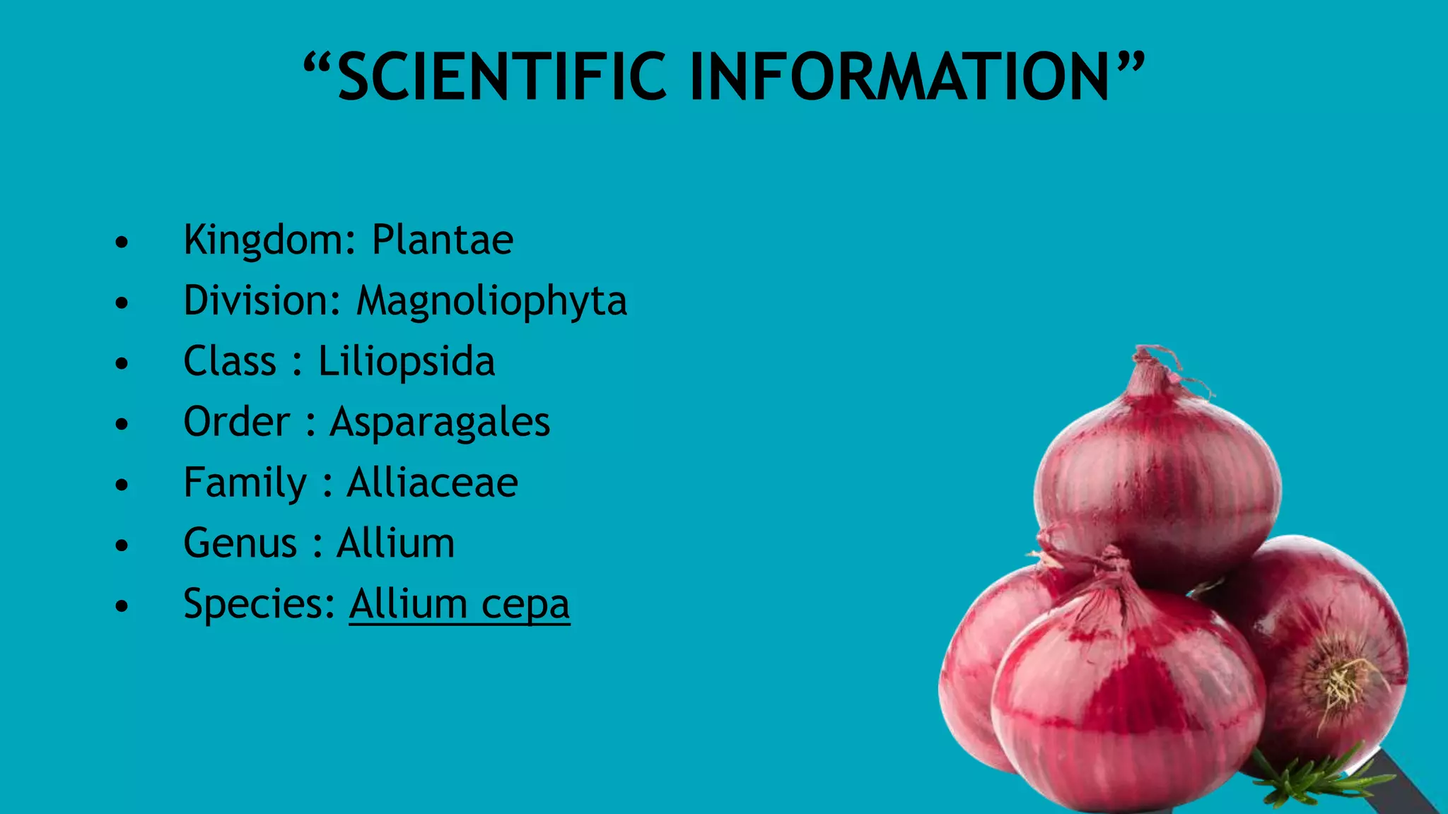 Onion Production In Bangladesh | PPTX