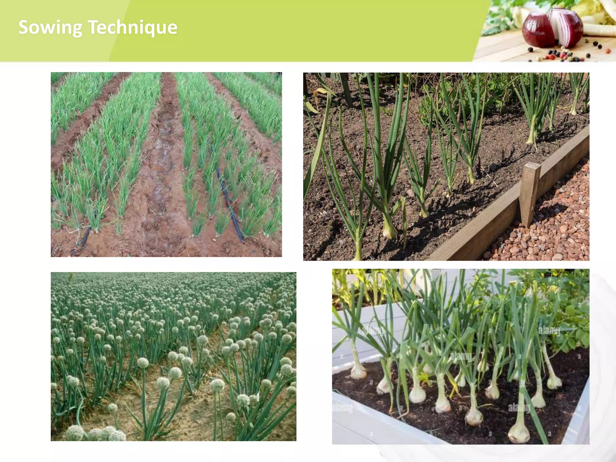 Breeding Onions.pptx