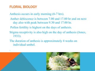 Onion seed production | PPTX