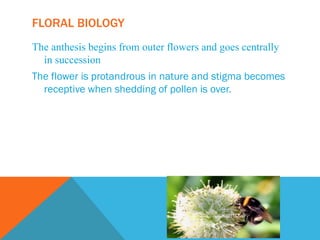 Onion seed production | PPTX