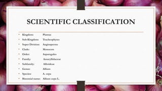 Onion seed production | PPTX