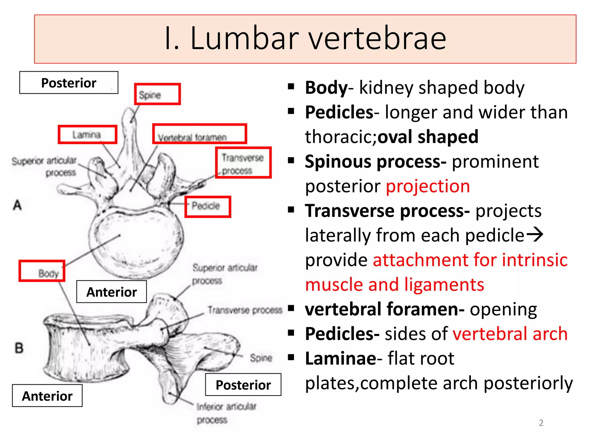 Musculoskeletal system:Anatomy of the Lumbar region | PDF | Death ...