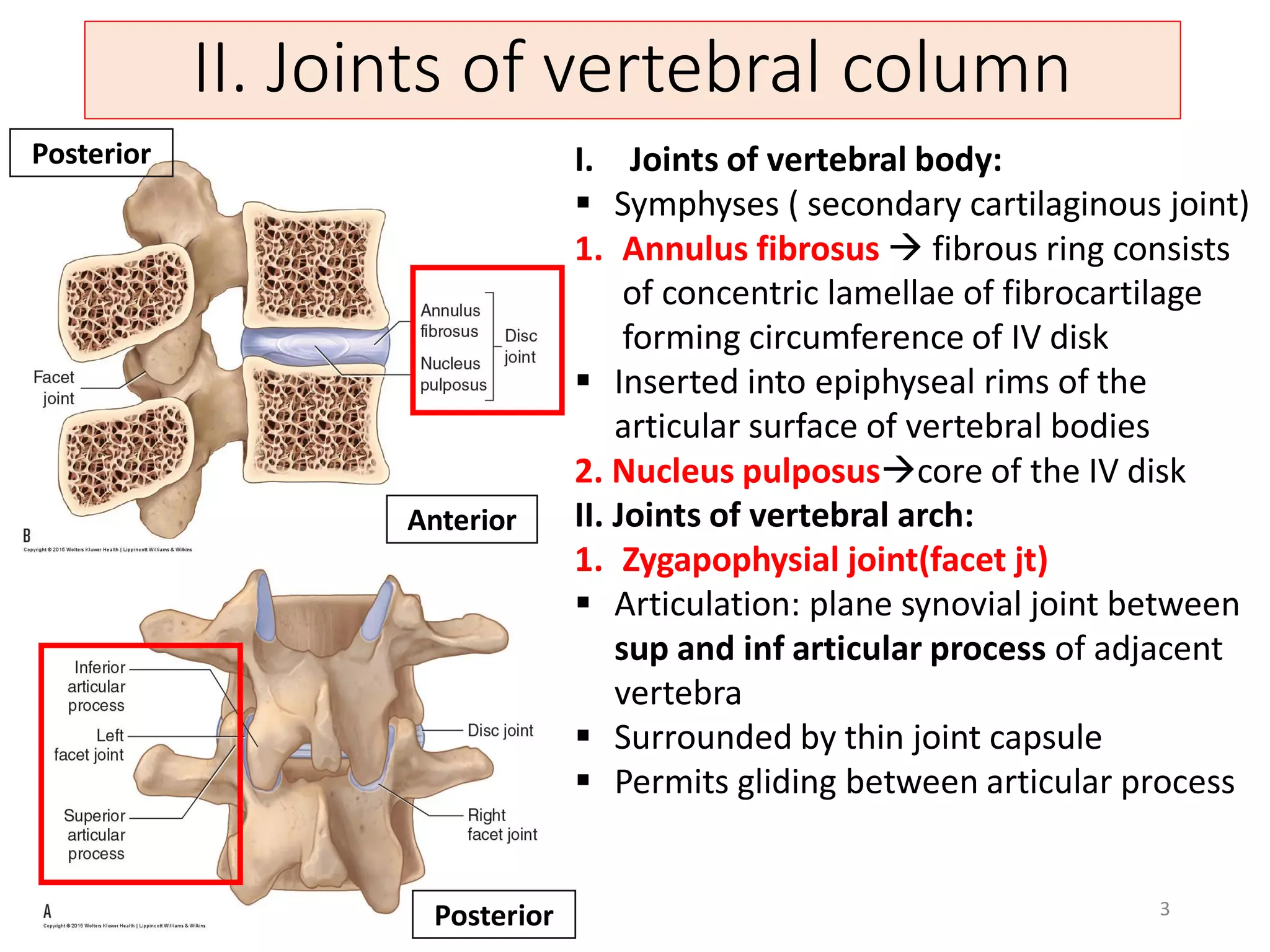 Musculoskeletal system:Anatomy of the Lumbar region | PDF